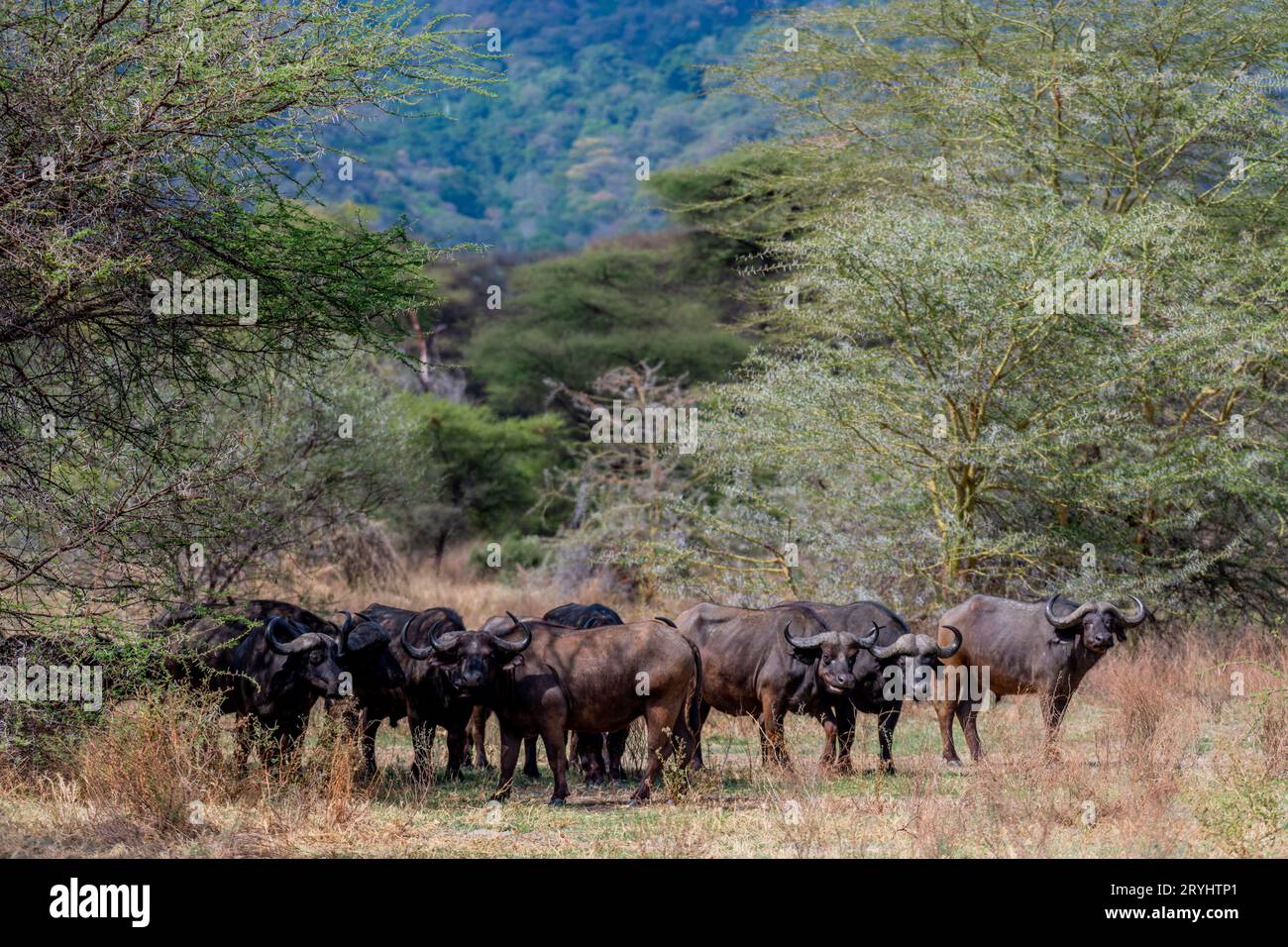 Savannah bovine hi-res stock photography and images - Alamy