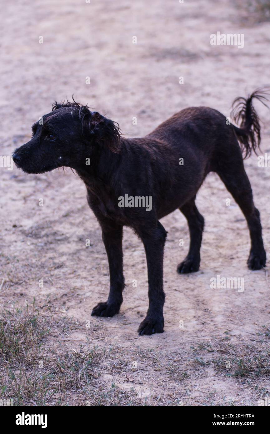 thai black stray dog Stock Photo - Alamy