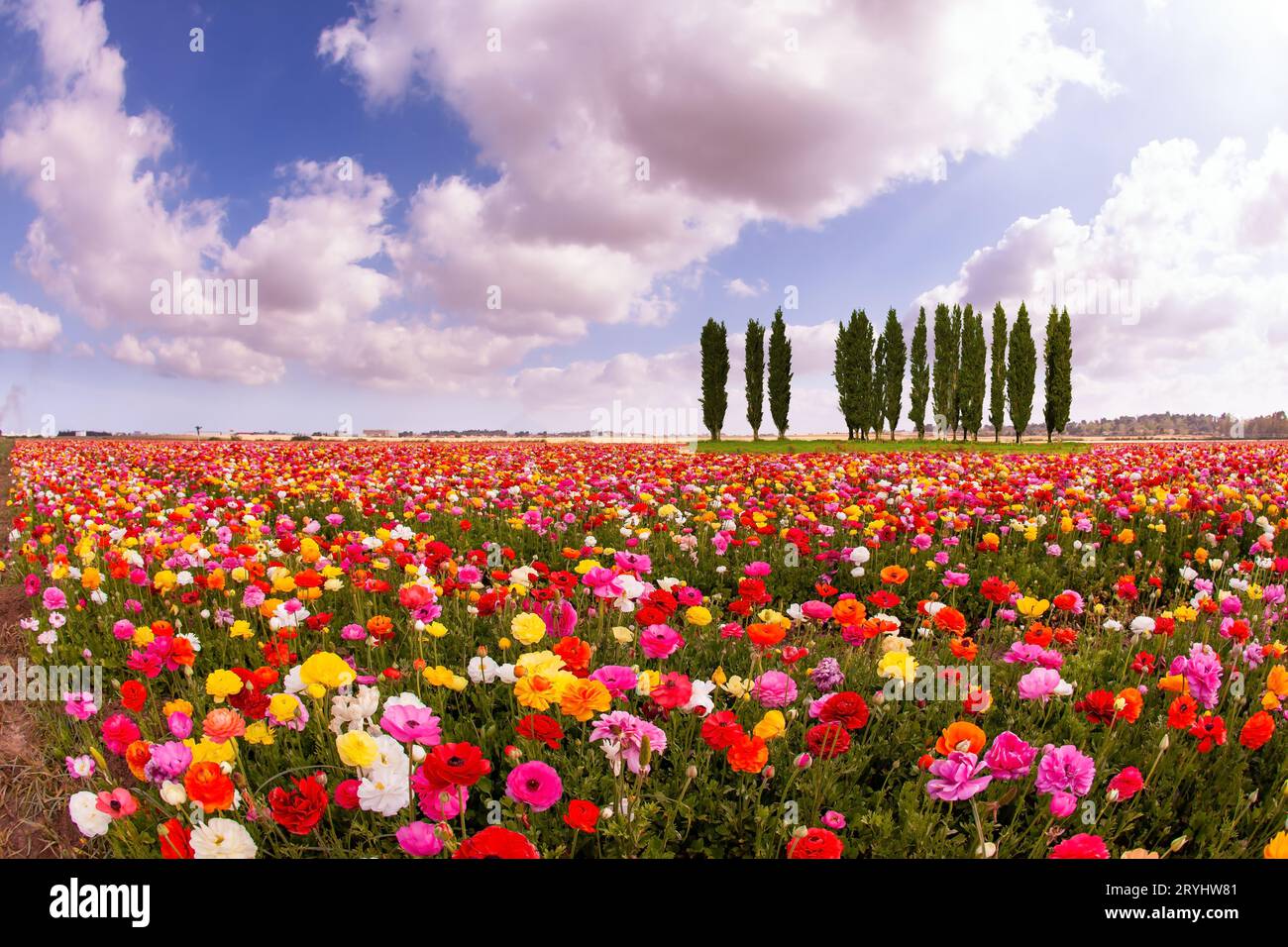 Israel fields hi-res stock photography and images - Alamy