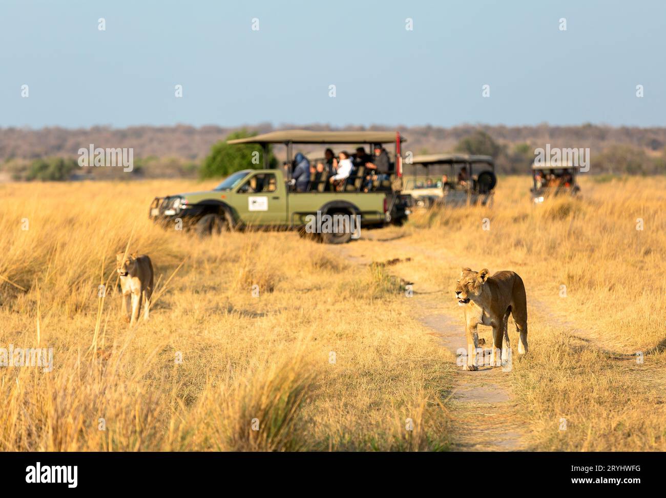 Lionesse walk along the road against the background of a car with ...