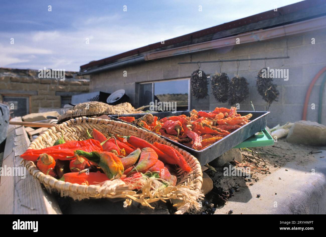 OLD ARAIBI, USA-SEPTEMBER 06,1981: Drying red peppers at Old Oraibi ...