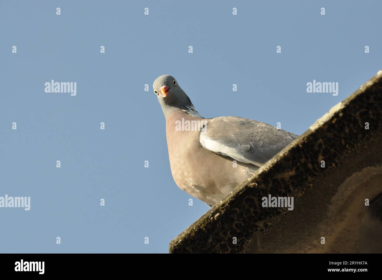 Pigeon in the sunshine looks directly into the camera Stock Photo - Alamy