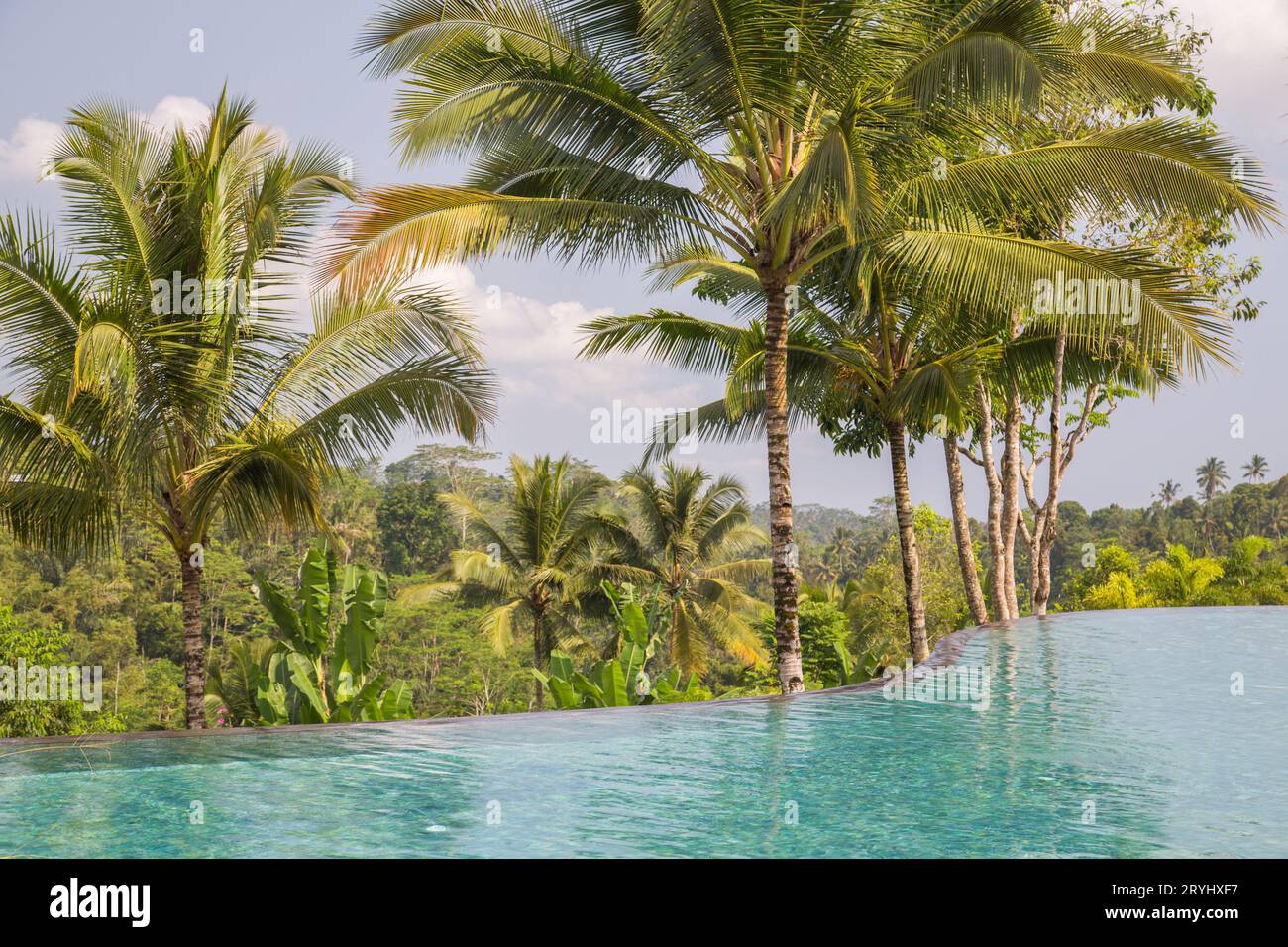 Palm trees and an infinity pool Stock Photo - Alamy