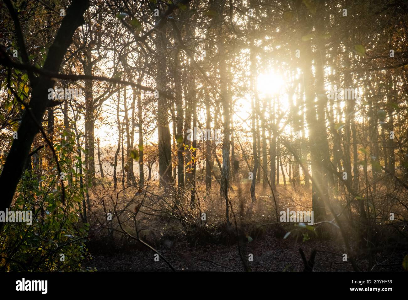 Sun star shining in the Woods autumn forest trees. nature green wood ...