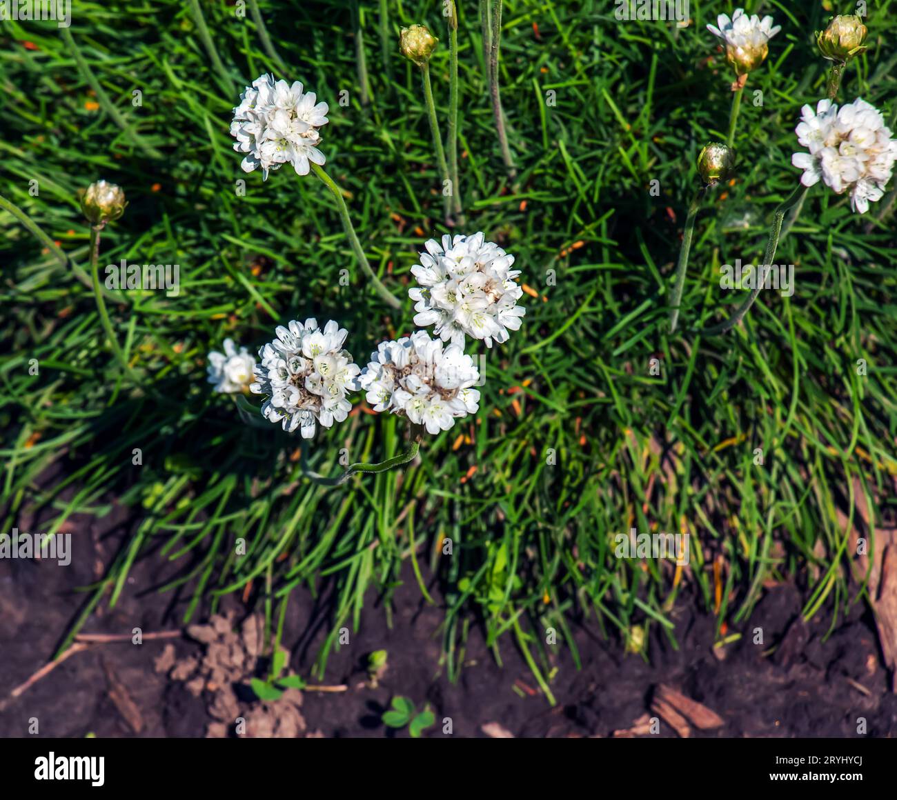 Flowering plant. Pink and white Armeria maritima 'Alba' or sea thrift ...