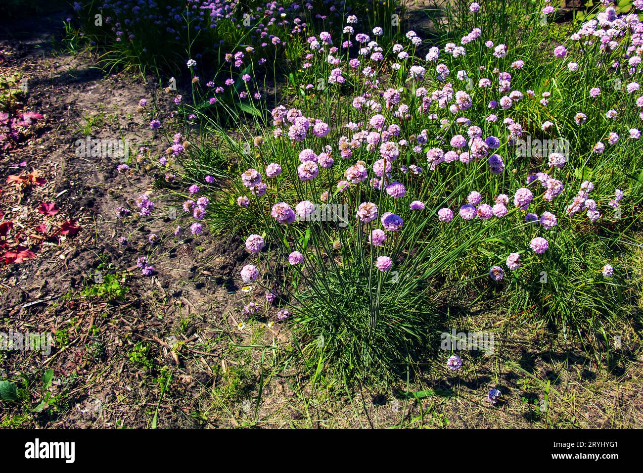 Flowering plant. Pink and white Armeria maritima 'Alba' or sea thrift ...