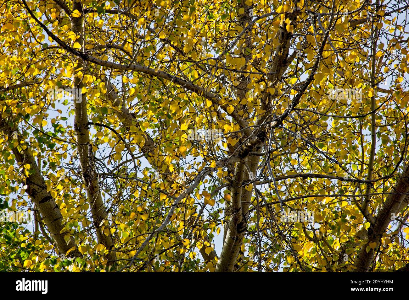 Poplar trees alberta hi-res stock photography and images - Alamy