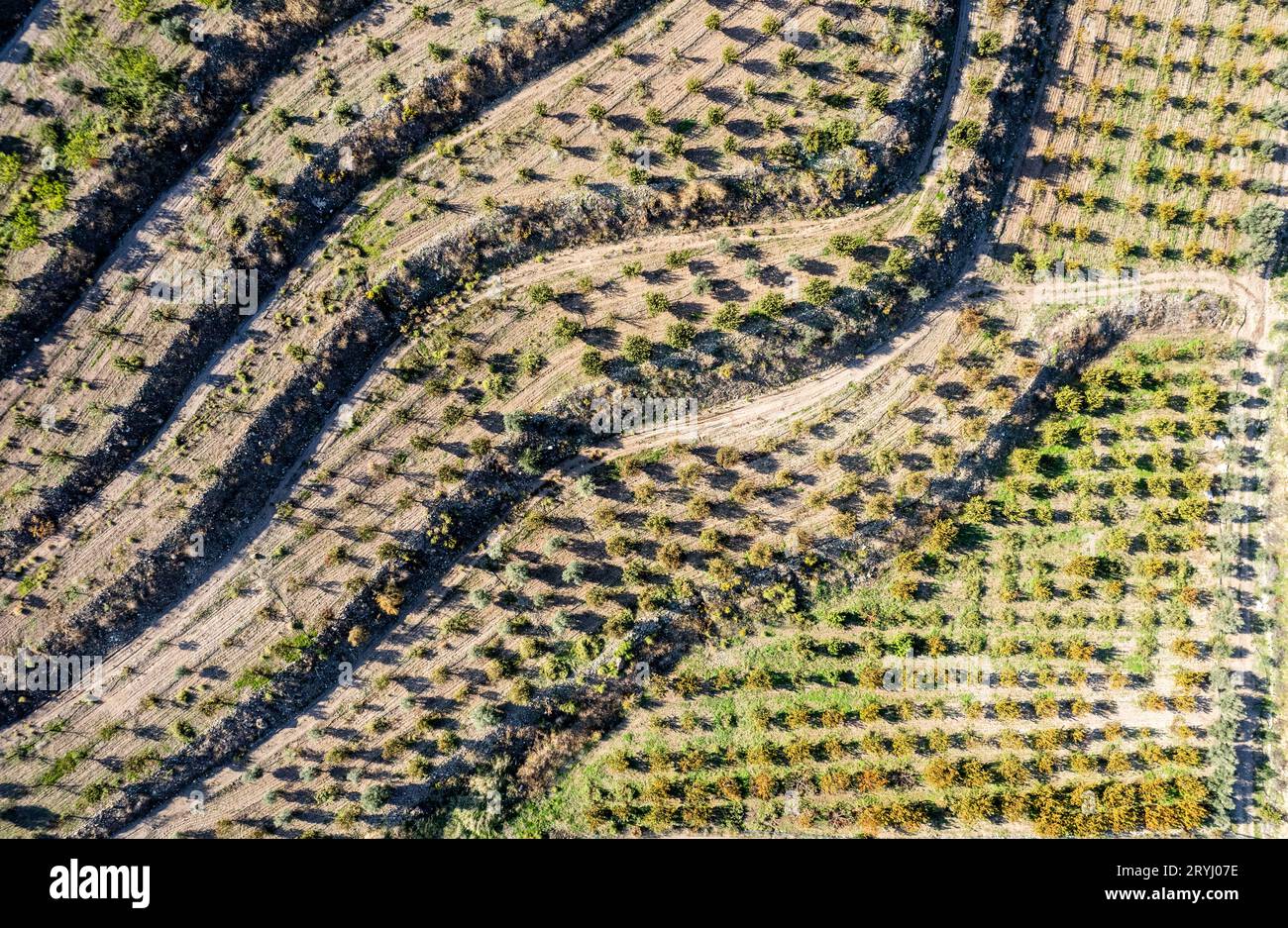 Drone aerial of agriculture farmland field with olive trees. Cyprus ...