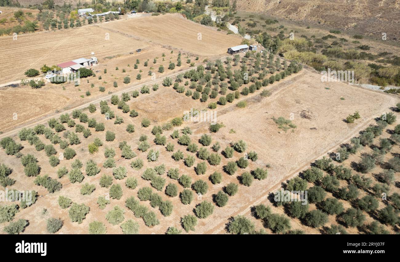 Field and olive trees hi-res stock photography and images - Alamy