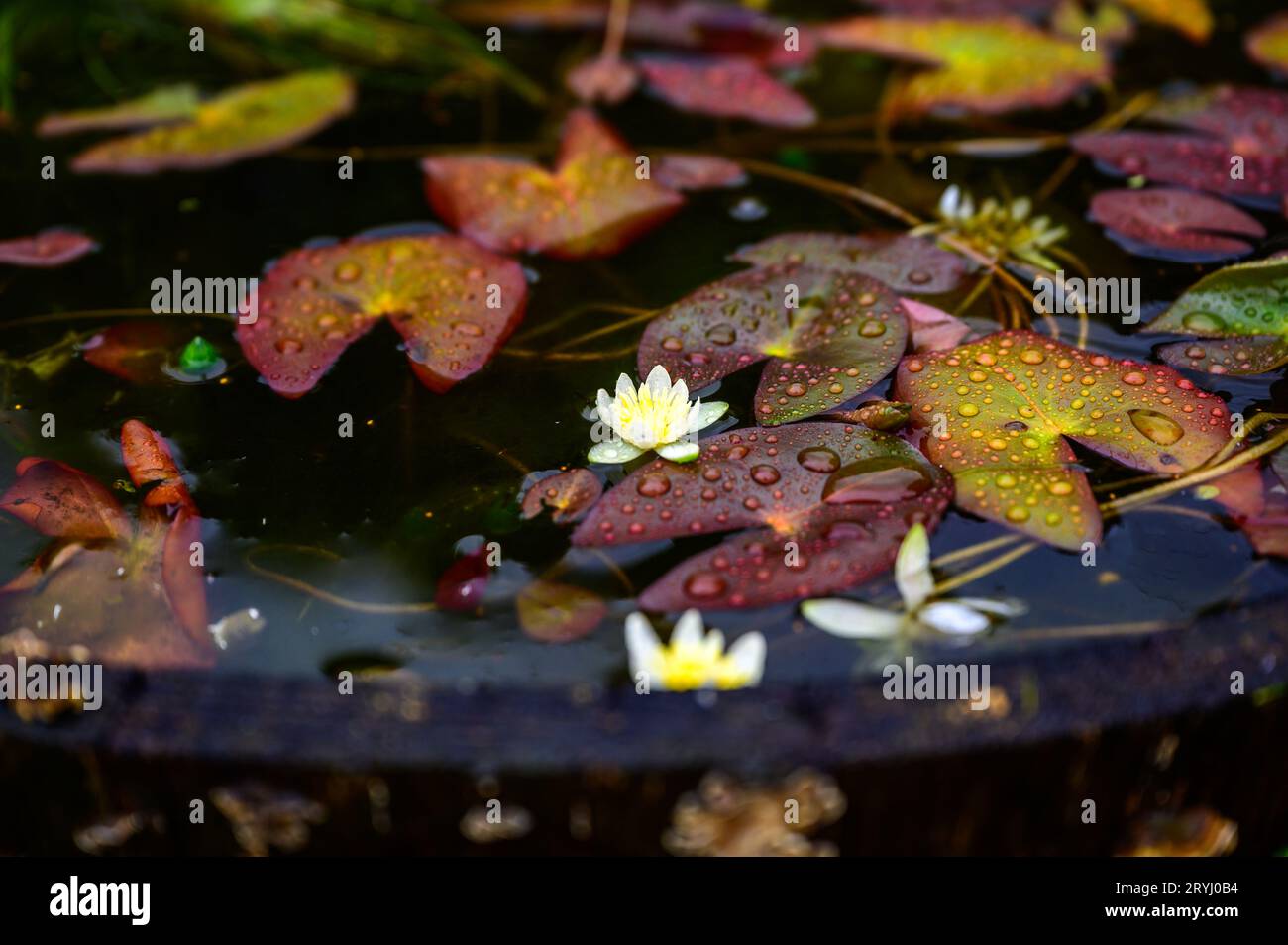 Lilies in a barrel water feature hi-res stock photography and images ...
