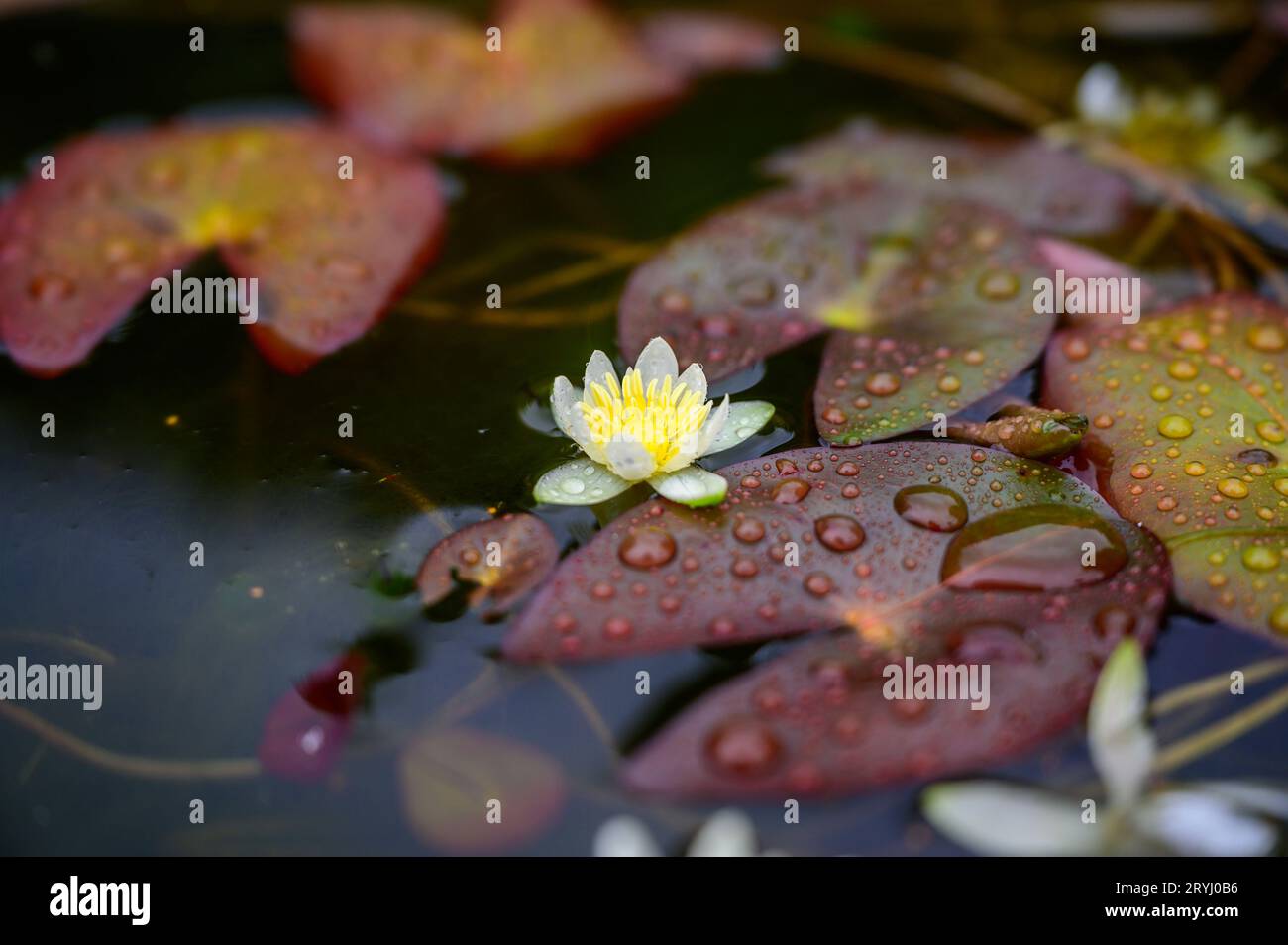 Water lily flowers blooming in a half barrel water feature in a garden ...