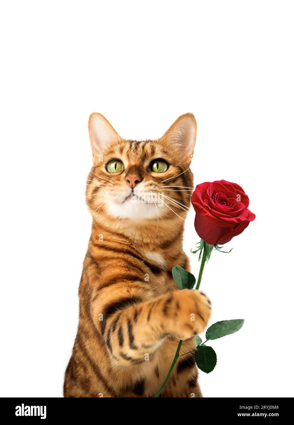Ginger cat with rose flower in paw Stock Photo - Alamy