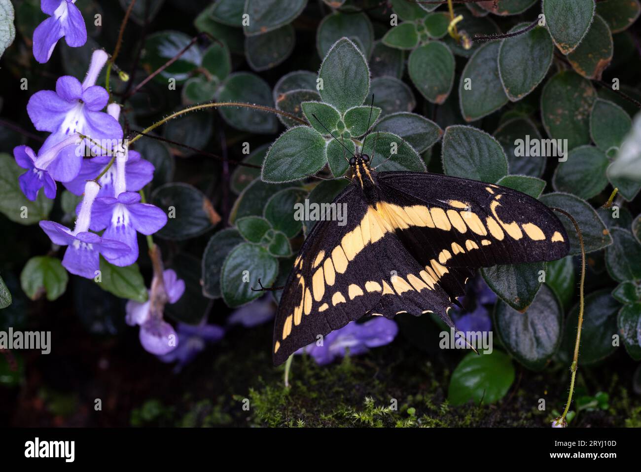 Thoas hi-res stock photography and images - Alamy