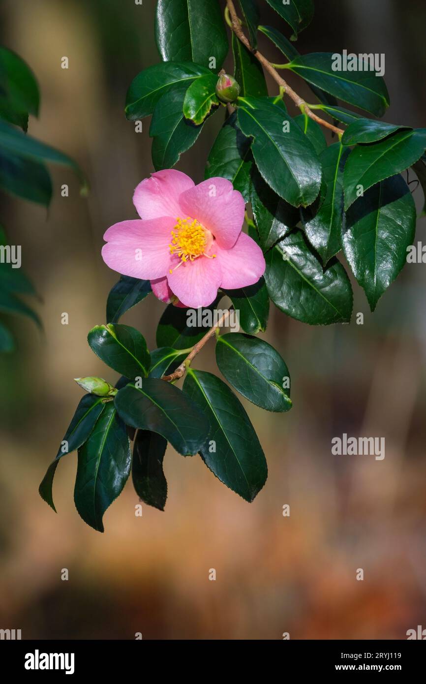 Camellia williamsii cherub hi-res stock photography and images - Alamy