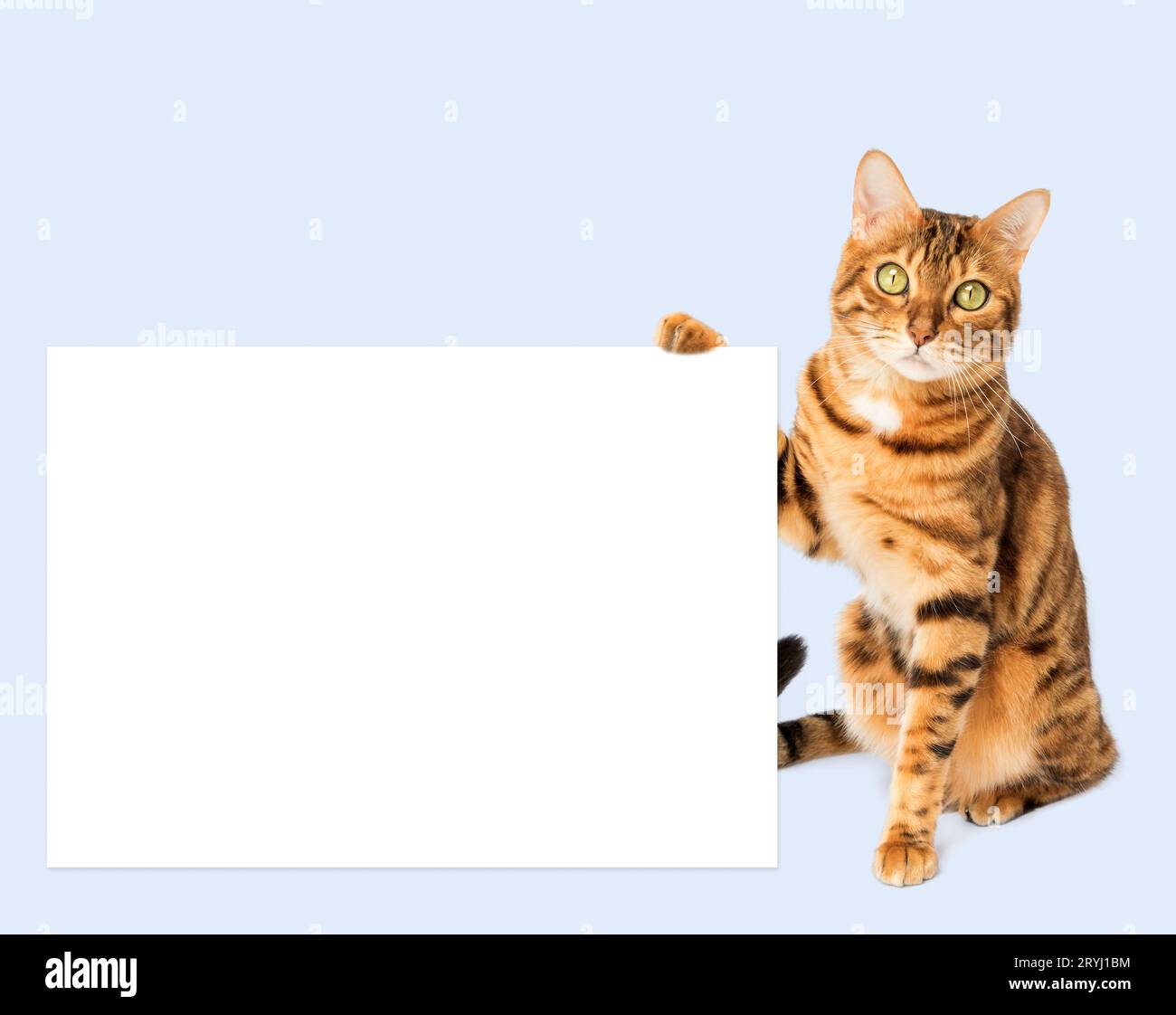 Cartoon cat board card hi-res stock photography and images - Alamy