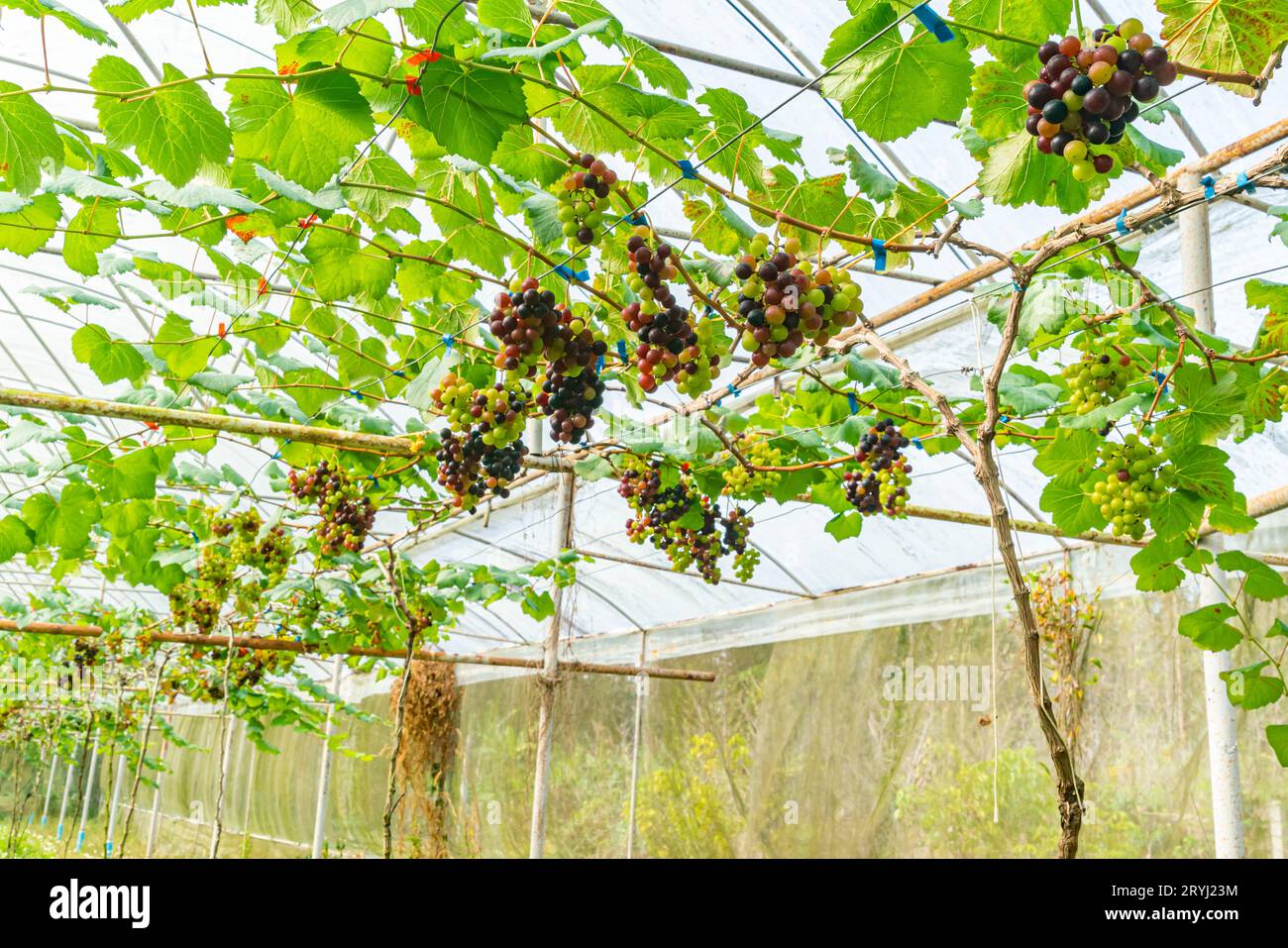 Row of colorful growing grapes with green leaves hanging on branches of ...