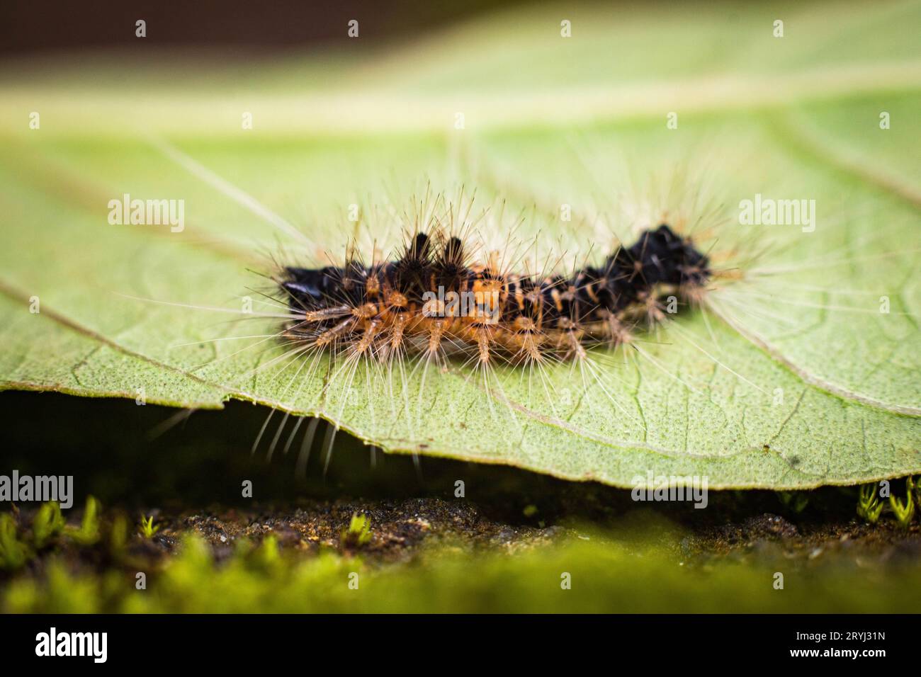 Close up photo of small colorful caterpillar moving to the left on the ...