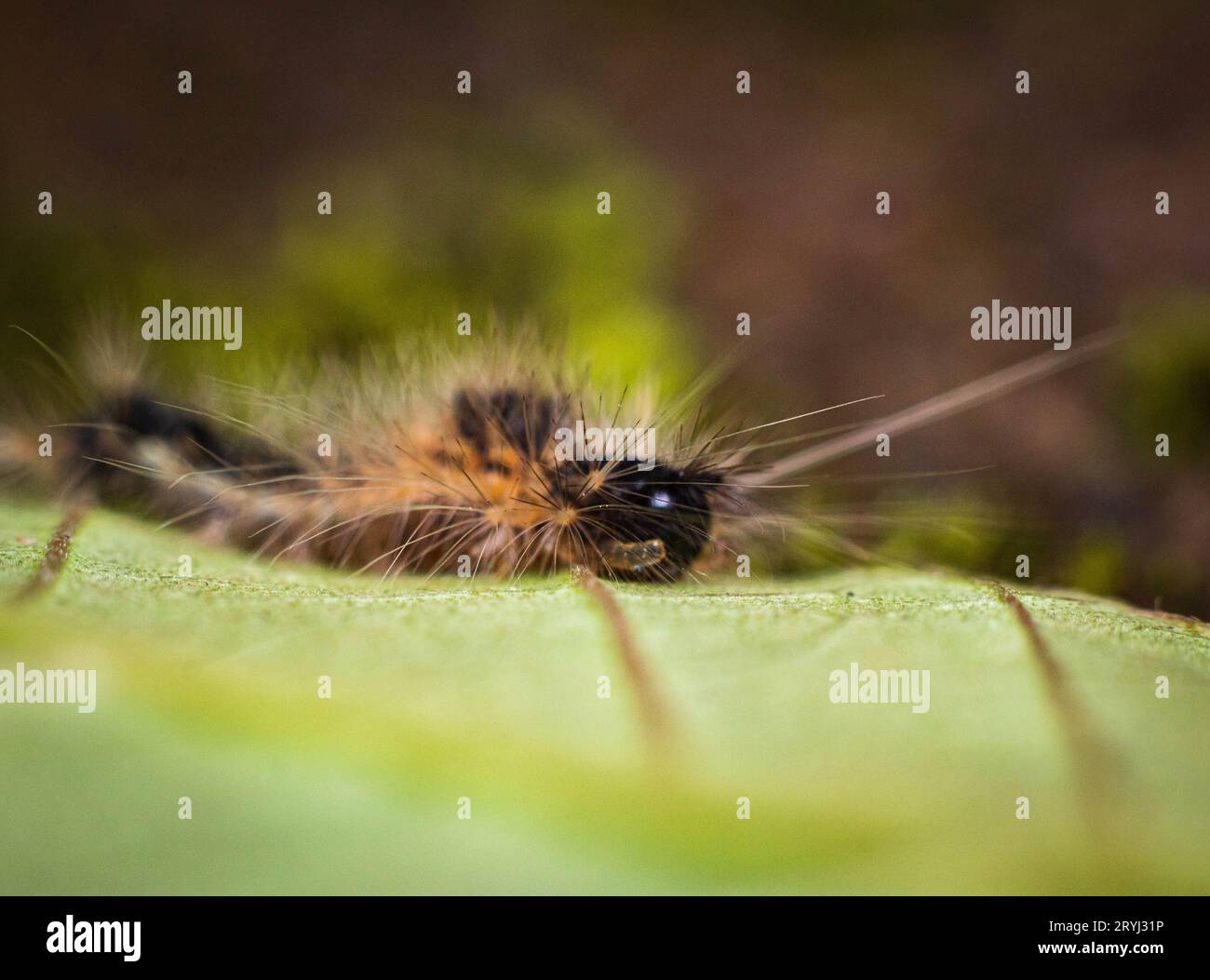 Close up photo from the side of small caterpillar on the green leaf ...