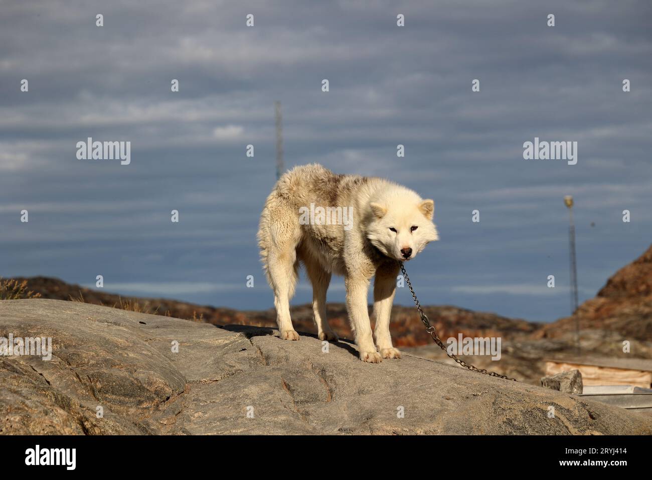 Greenlandic wildlife hi-res stock photography and images - Alamy