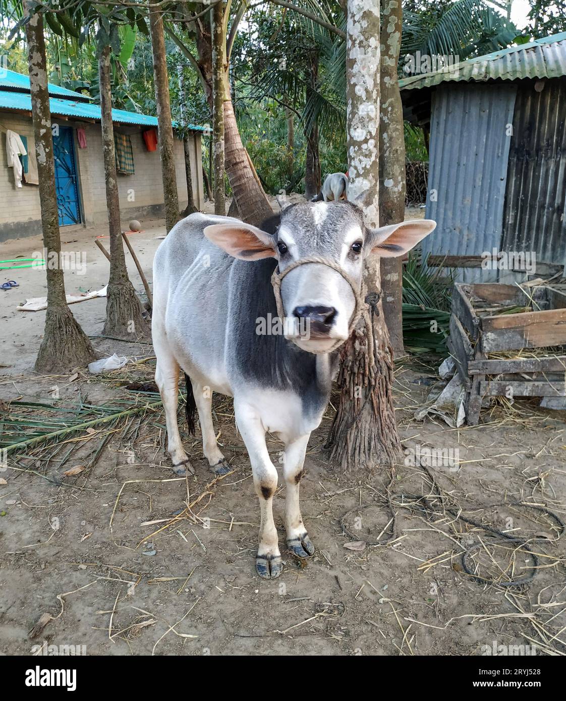 Tighted hi-res stock photography and images - Alamy