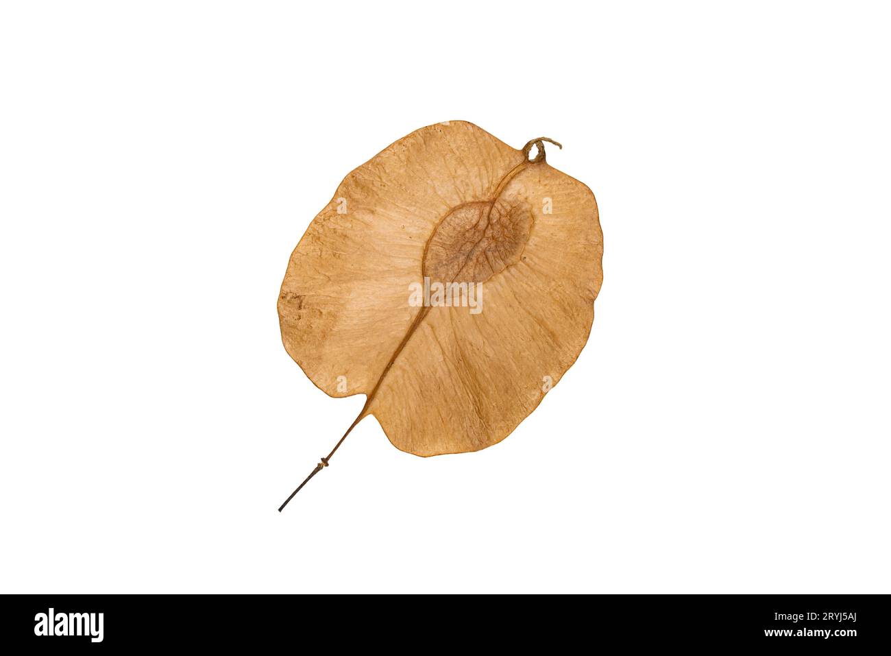 Top view of wild plant flying seed or seed of wind disposal Stock Photo ...