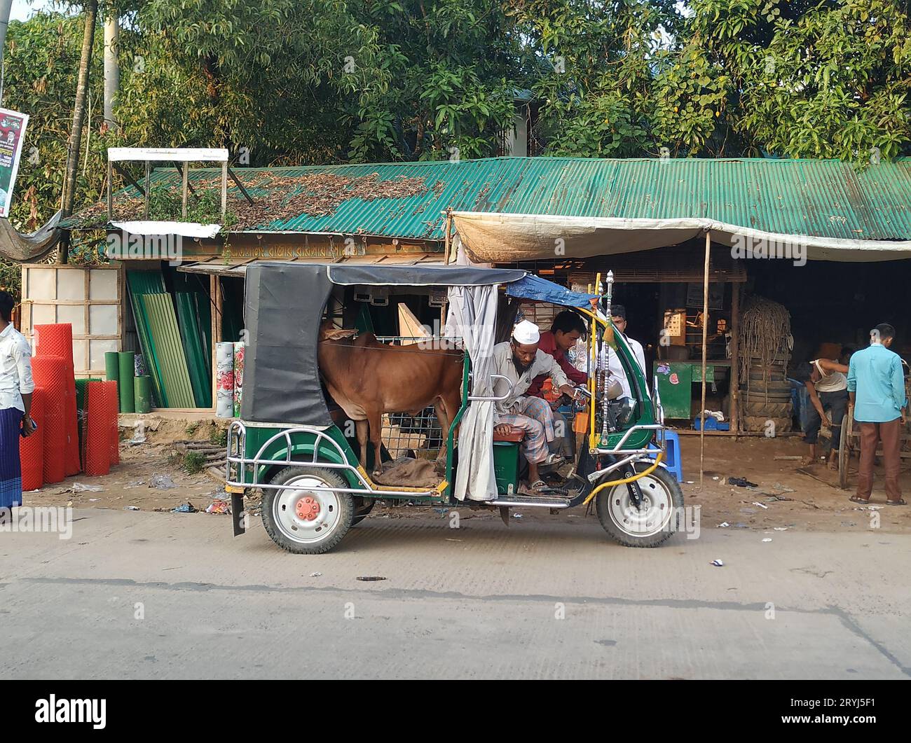 Mini cow hi-res stock photography and images - Alamy