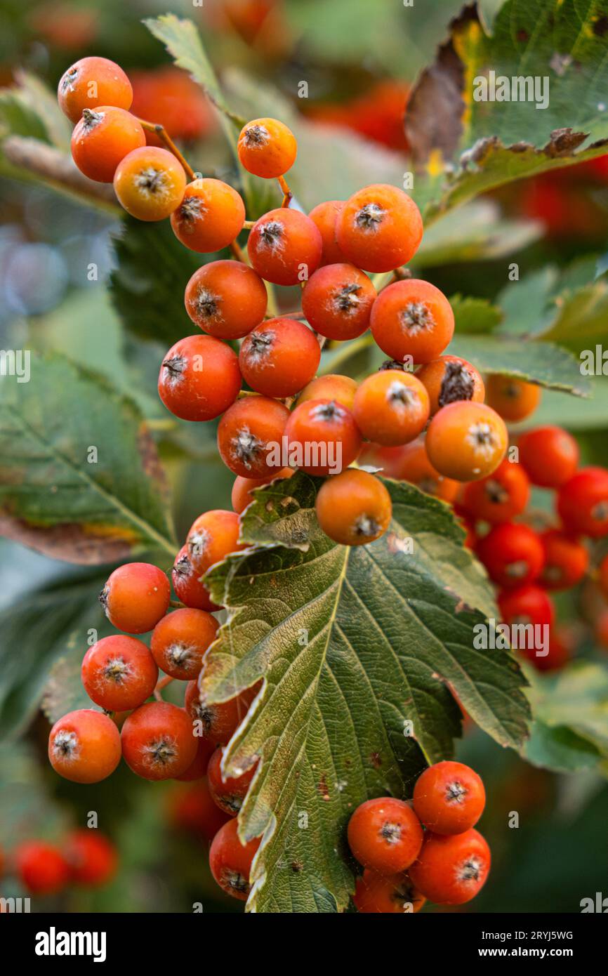 Cobwebs on rowan berries. Disease of the Scandinavian rowan tree Stock ...