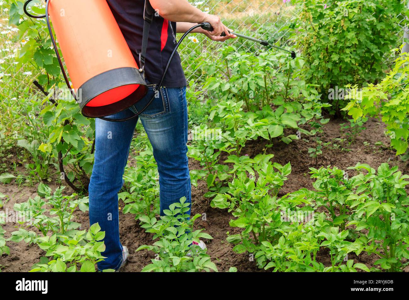 Protecting potatoes plants from fungal disease or vermin using pressure sprayer Stock Photo - Alamy