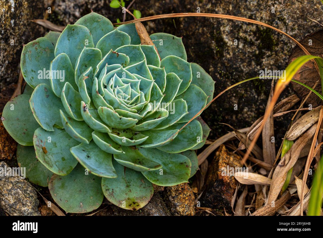 Rosette plants hi-res stock photography and images - Alamy