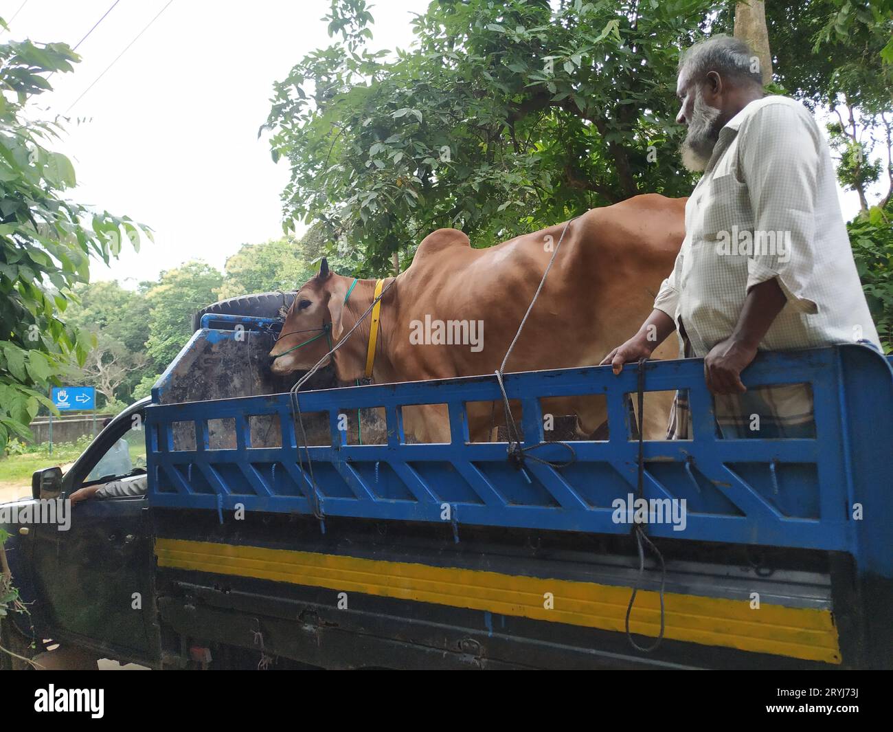 cow is being carried by car Stock Photo - Alamy