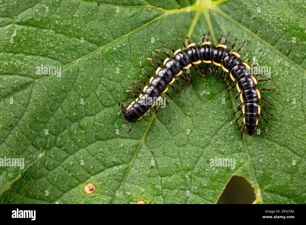 Millipede reproduction hi-res stock photography and images - Alamy