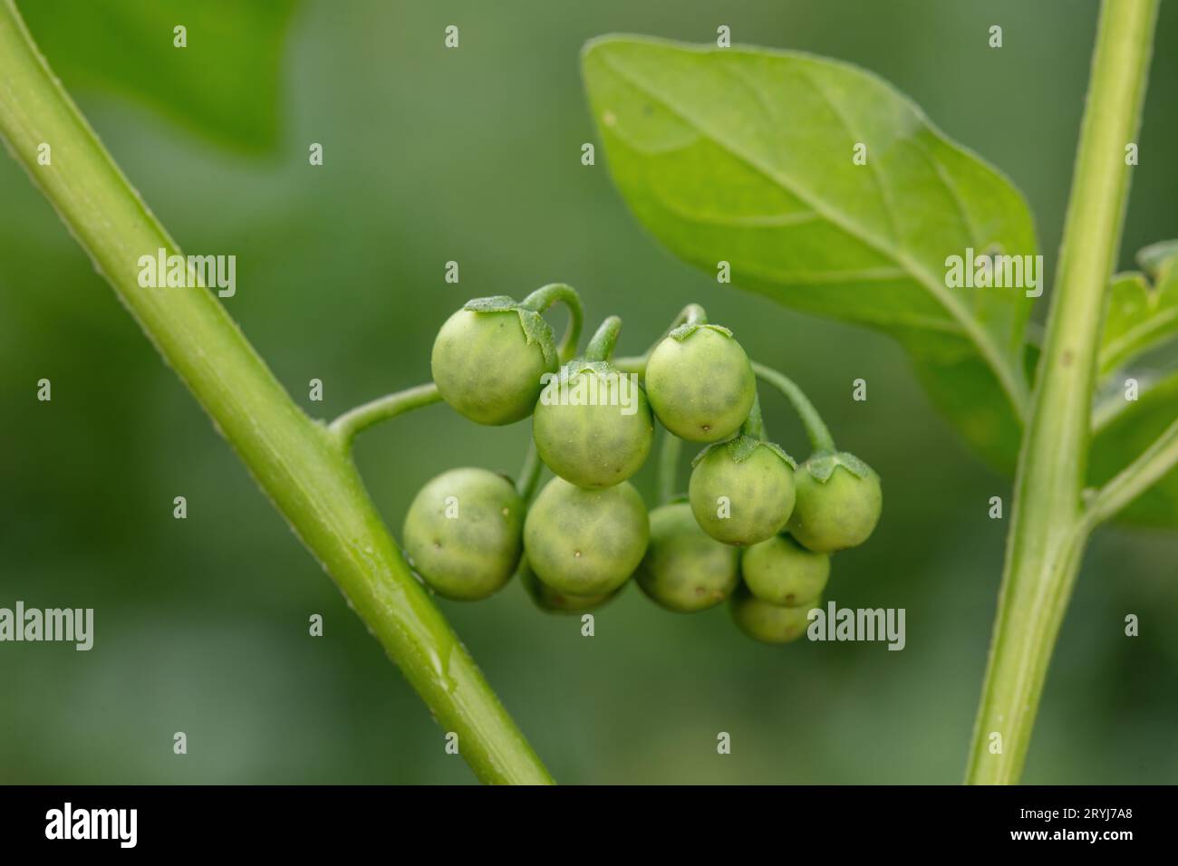 nightshade fruit in the wild state Stock Photo - Alamy