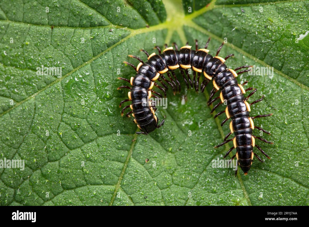 Millipede at their natural habitat hi-res stock photography and images ...