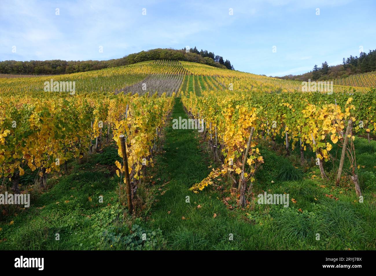 Ockfen hi-res stock photography and images - Alamy