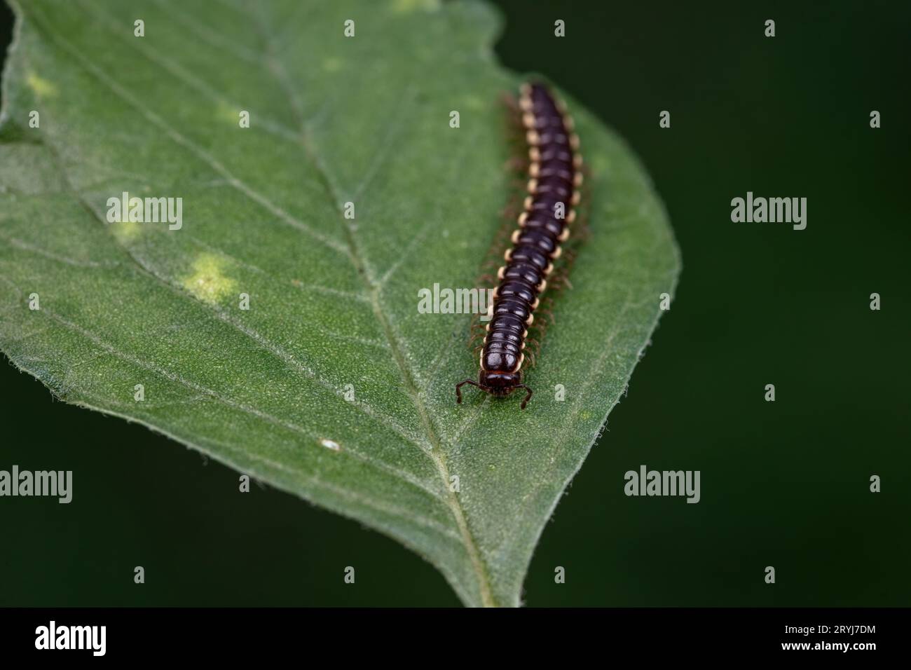 Millipede reproduction hi-res stock photography and images - Alamy