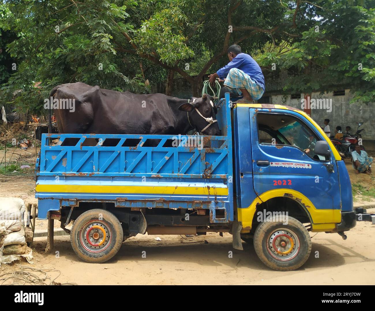 cow is being carried by car Stock Photo - Alamy