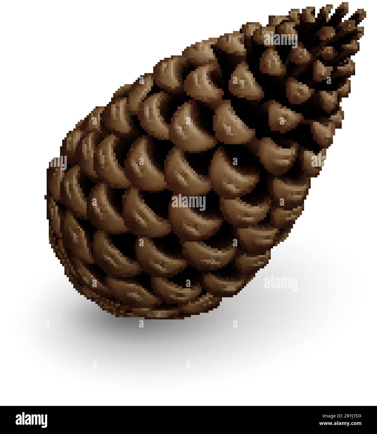 Realistic Brown Pine Cone. Single Decorative Woody Fruit of a Conifer ...