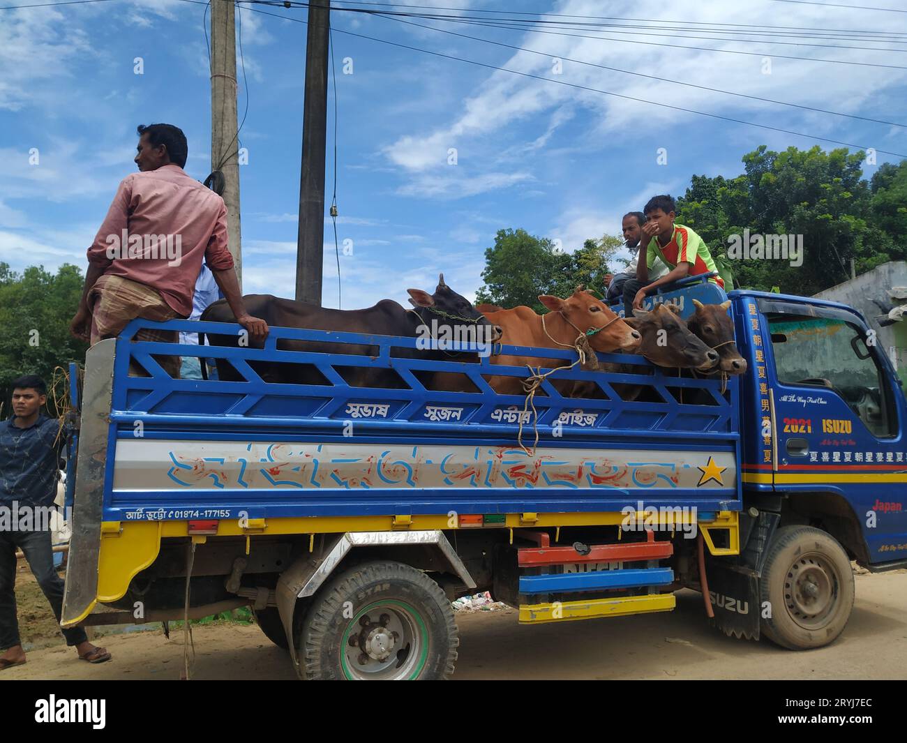 cow is being carried by car Stock Photo - Alamy