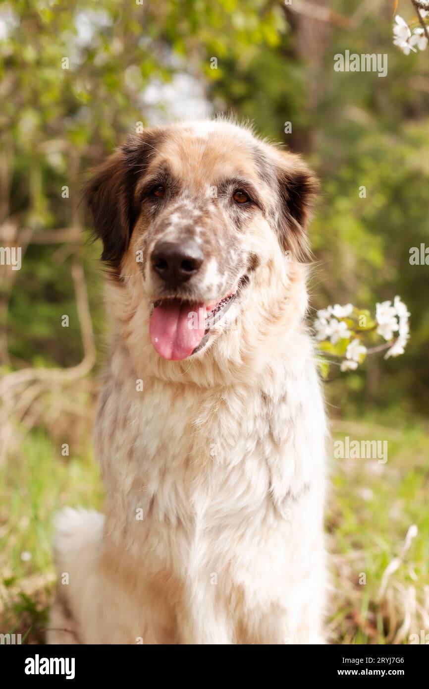 Big dog sitting hi-res stock photography and images - Alamy