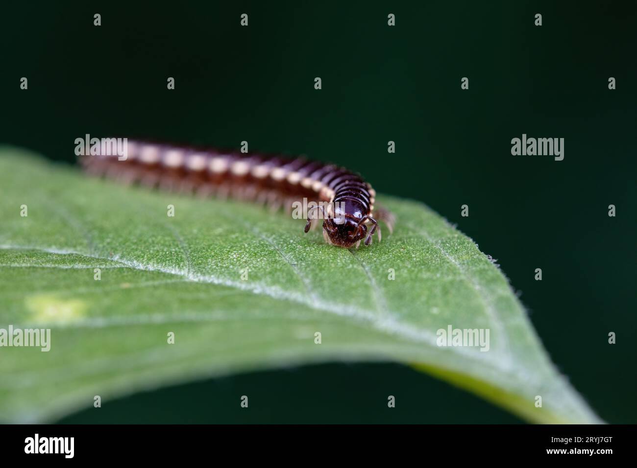 Millipede at their natural habitat hi-res stock photography and images ...