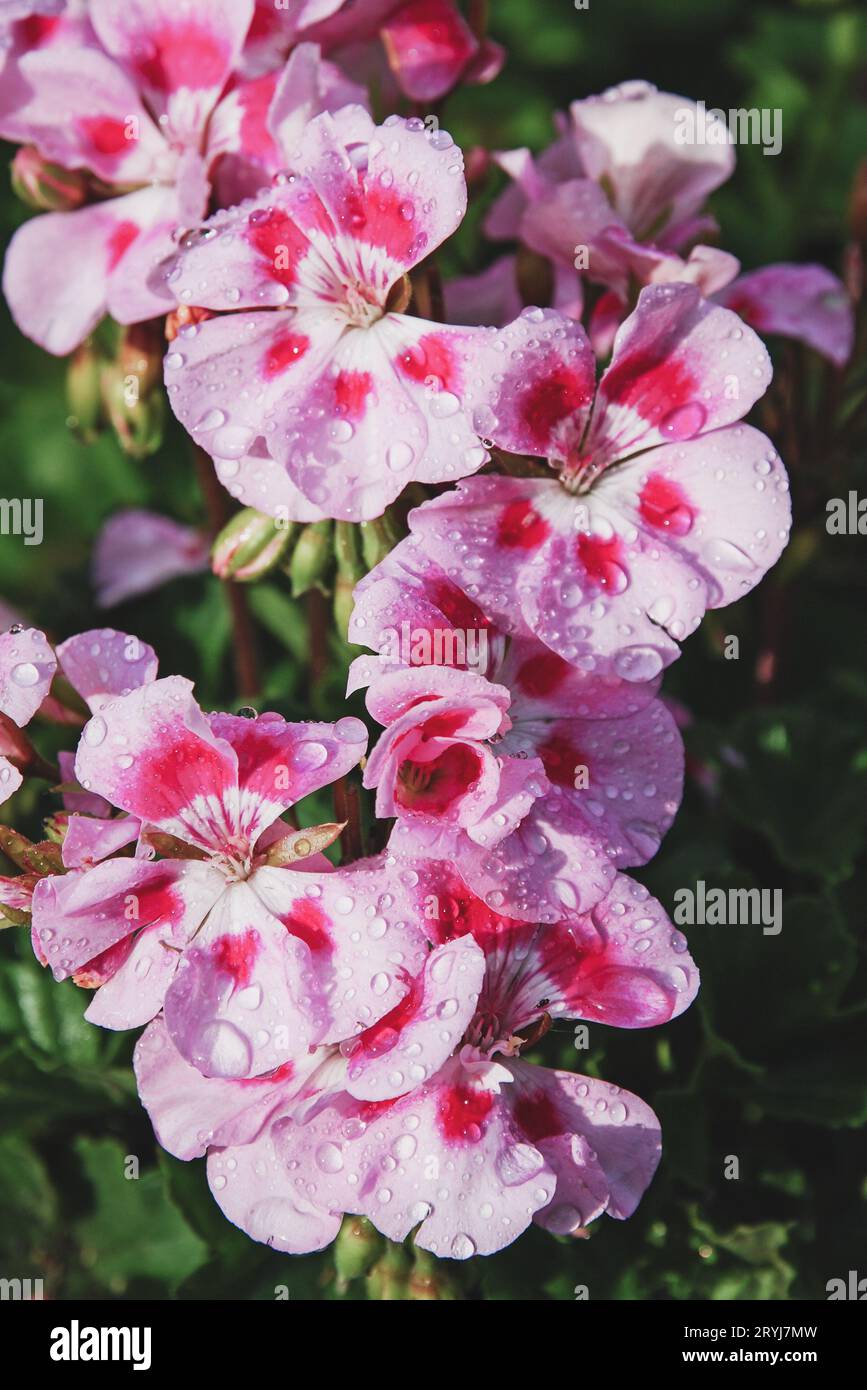 Pink geranium flowers closeup, vertical shot, water drops Stock Photo ...