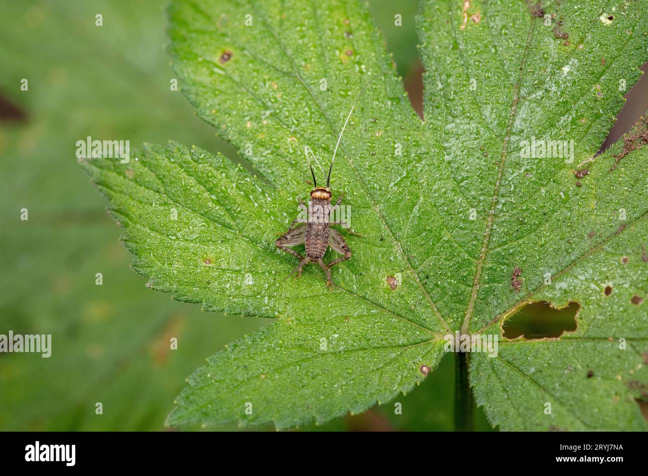 Cricket nymph hi-res stock photography and images - Alamy