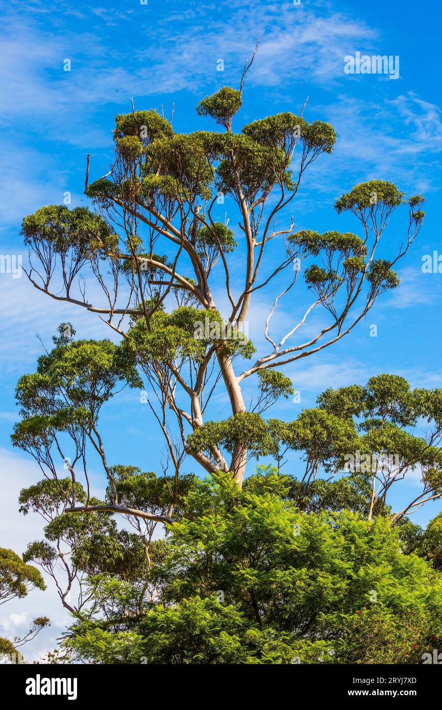 Large umbrella and small umbrella hi-res stock photography and images ...