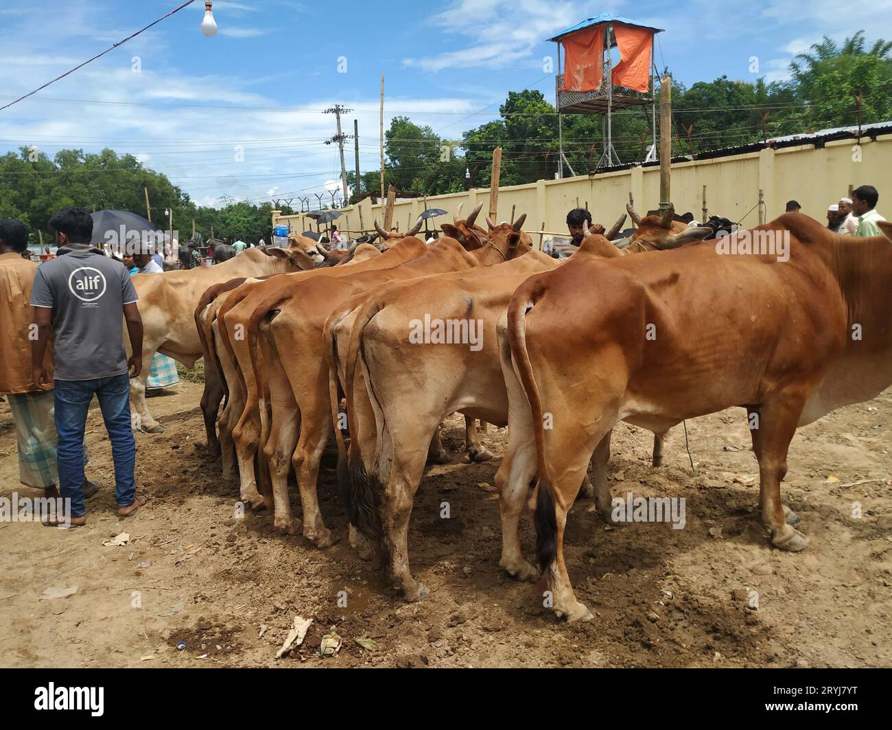 This is qurbani cow cattle and buffalo market Stock Photo - Alamy