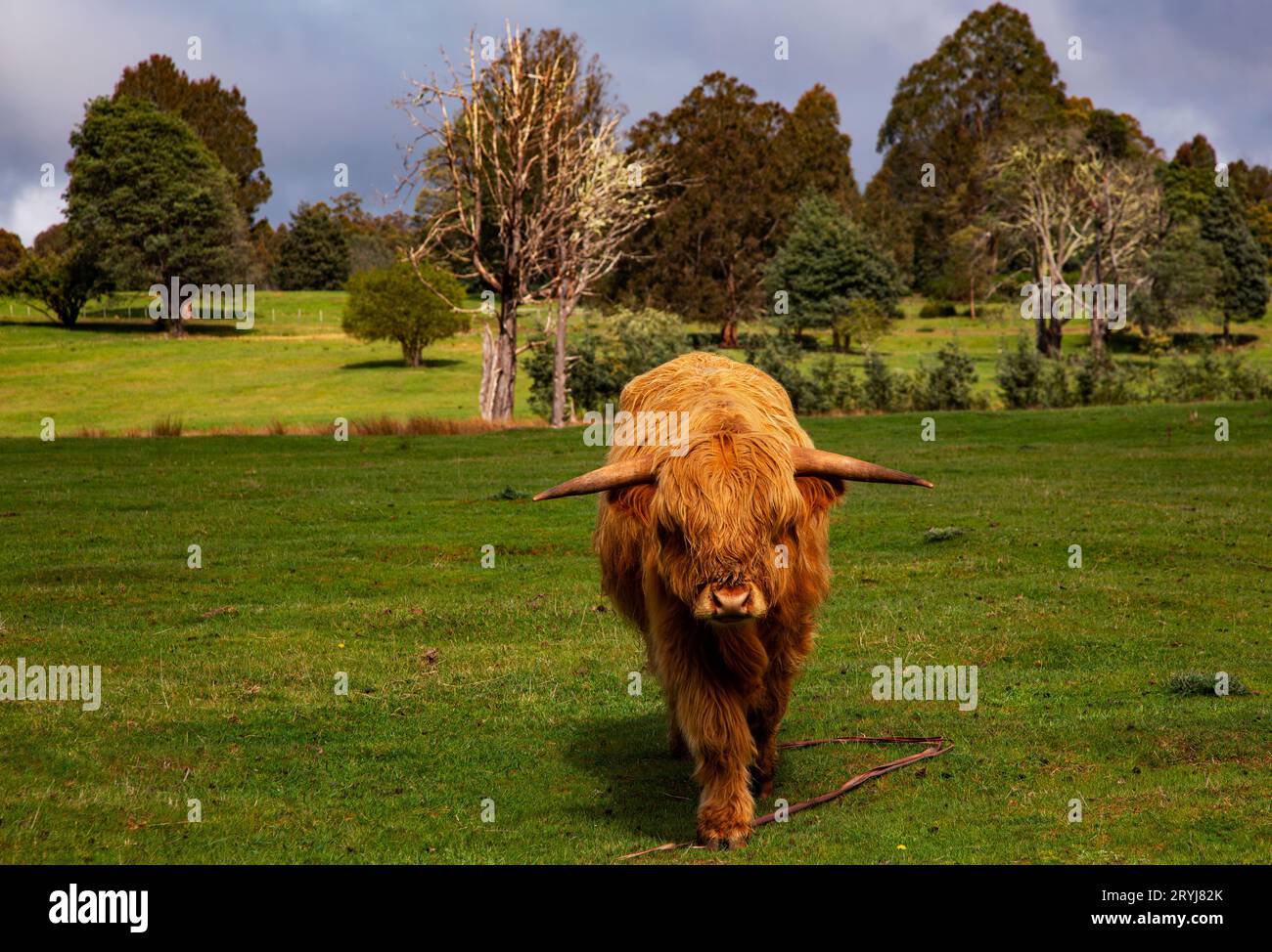 Curious red Scottish Highland cow approaches at Tarraleah, part of a ...