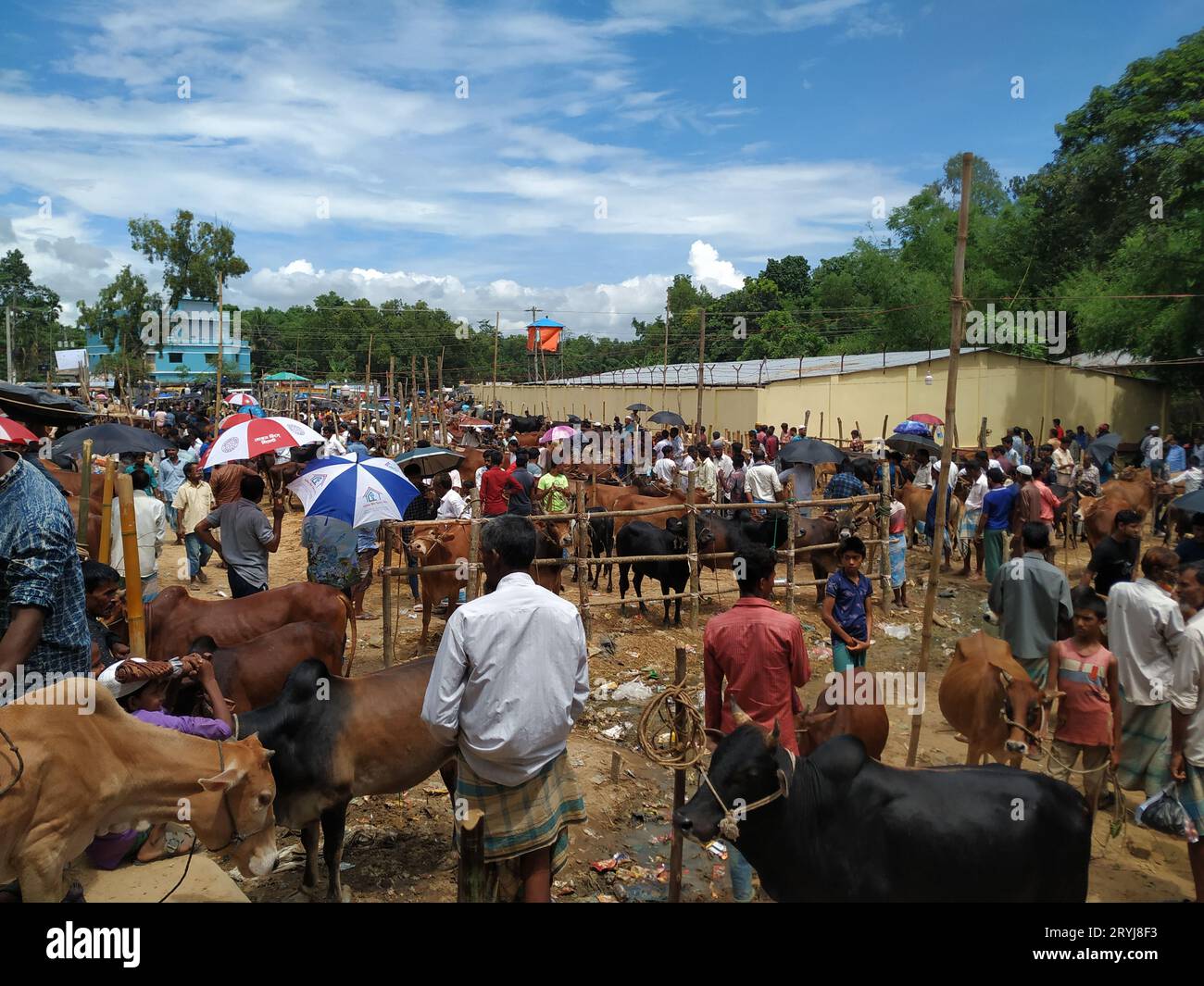 This is qurbani cow cattle and buffalo market Stock Photo - Alamy