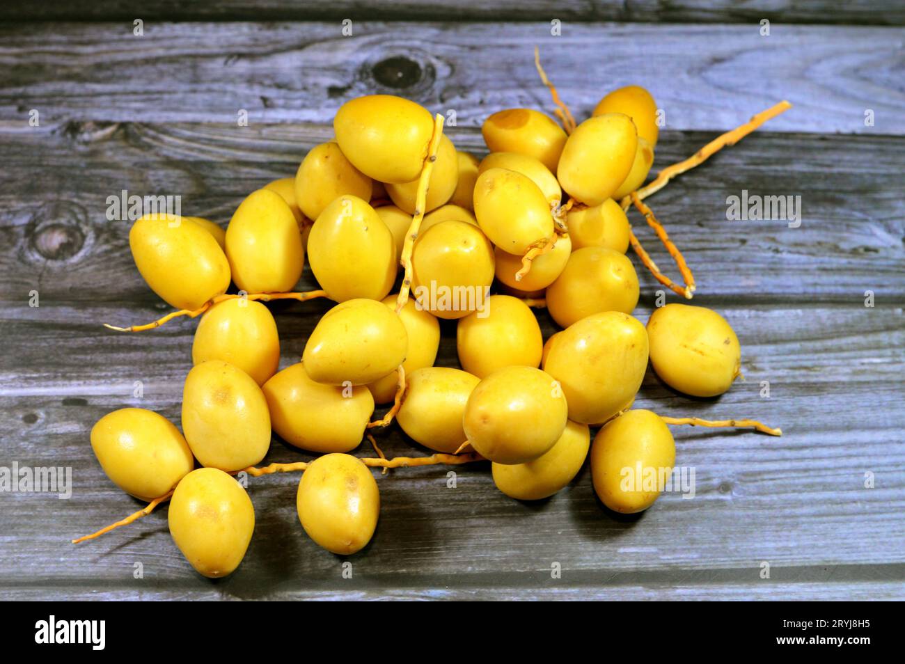 Yellow Barhi dates, botanically classified as Phoenix dactylifera ...