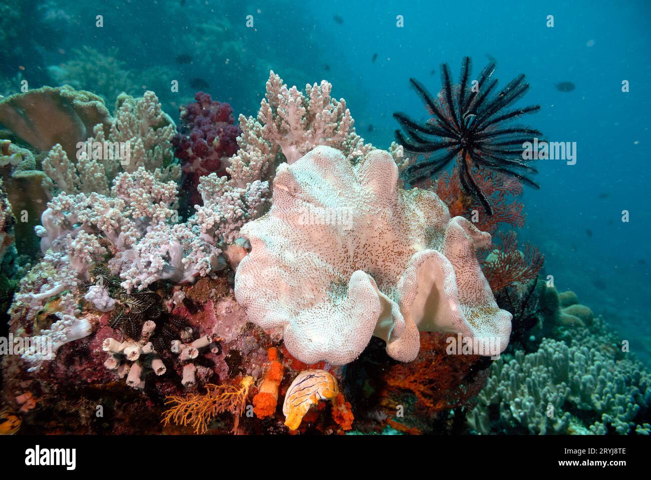 A picture of a crinoid Stock Photo - Alamy