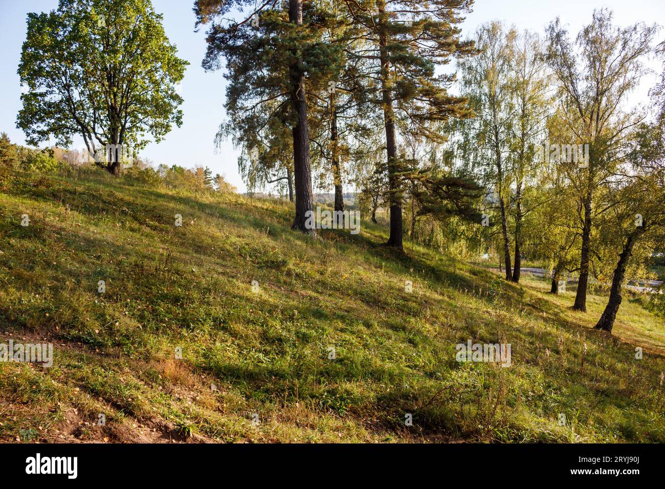 Pine growing on slope hi-res stock photography and images - Alamy