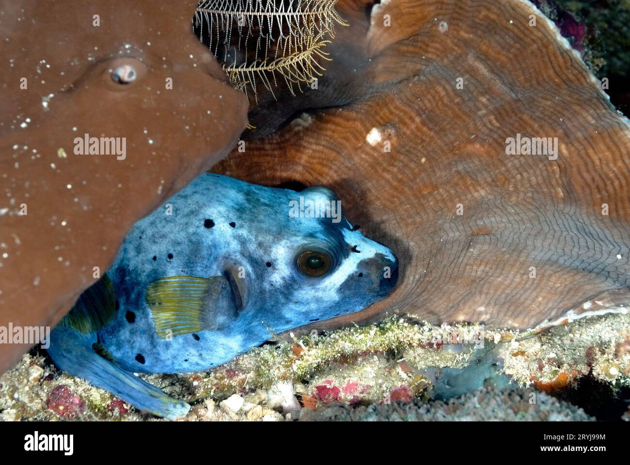 A picture of a puffer fish Stock Photo - Alamy